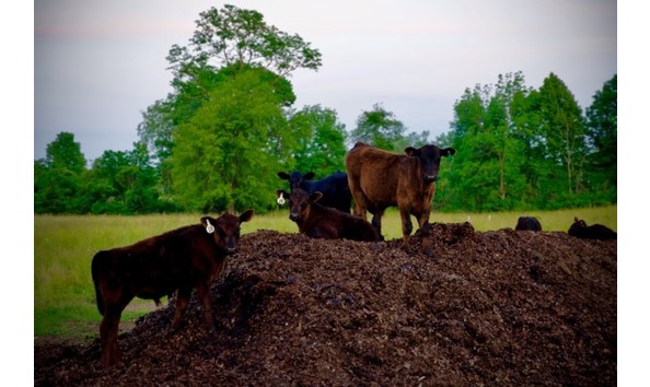 King of the Hill Compost