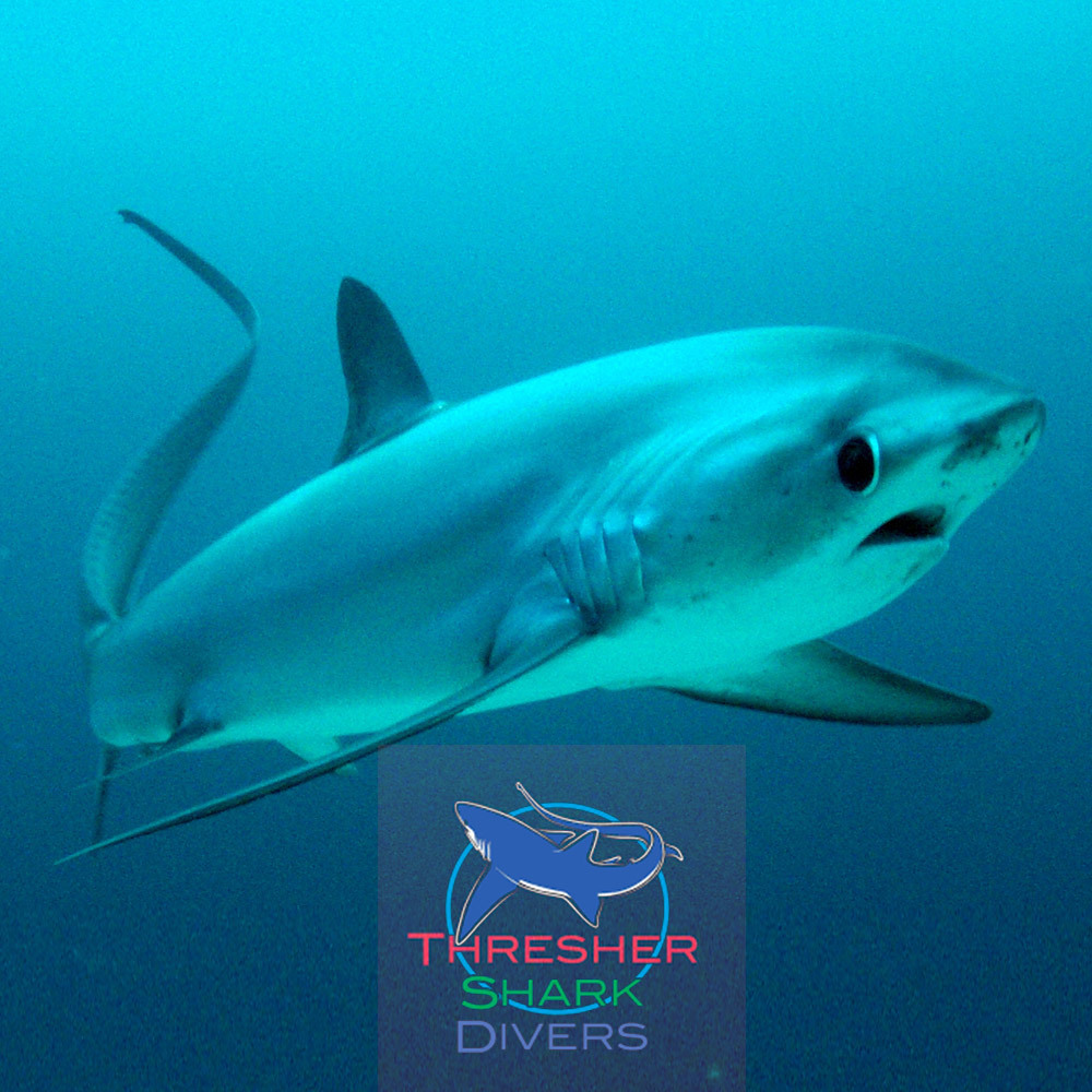 Experience Thresher Sharks in Malapascua Island, Philippines