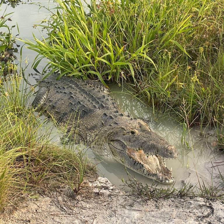 Crocodile Encounter and Lagoon Tour, Belize