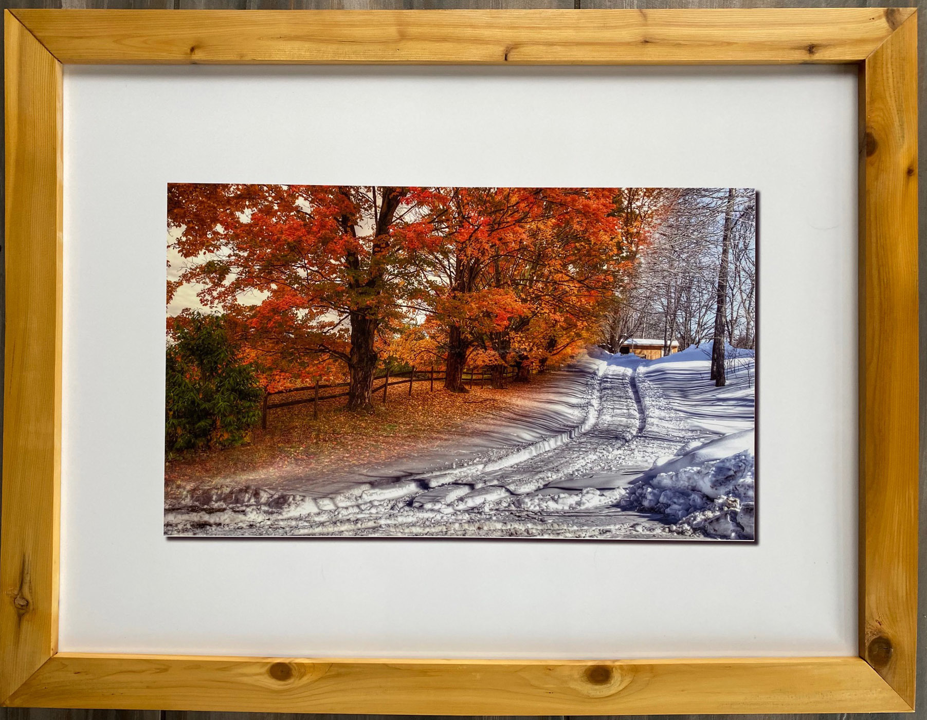 Sugar Maples in Multi Season Merge Framed Print