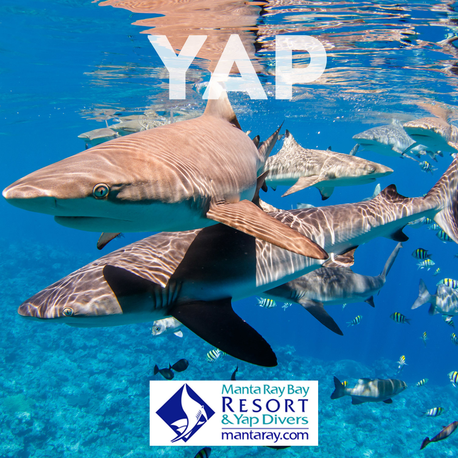 Yap - 7 nights & Diving with Manta Ray Bay Resort and Yap Divers