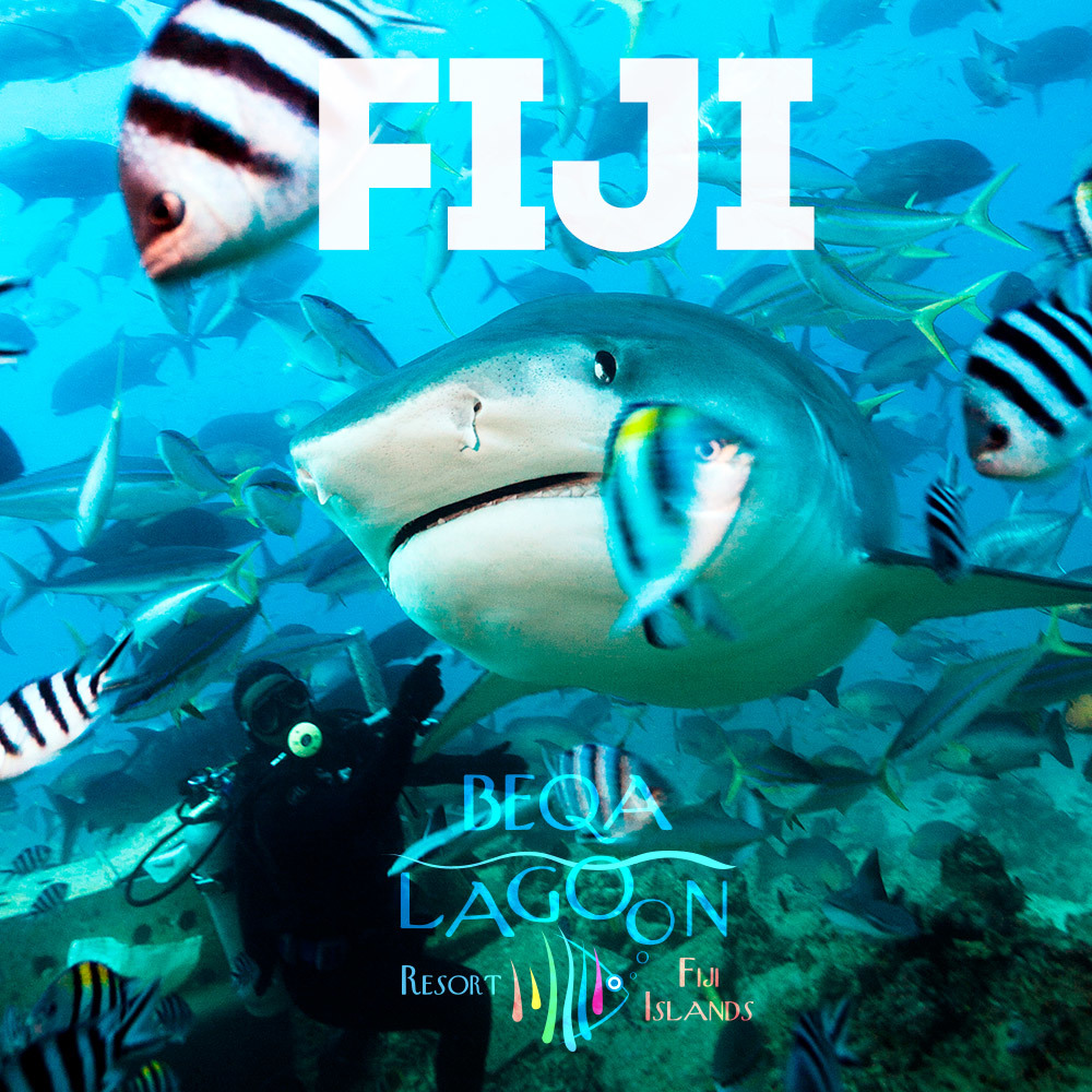 Fiji - Stay & Dive Among Amazing Corals & Sharks at Beqa Lagoon