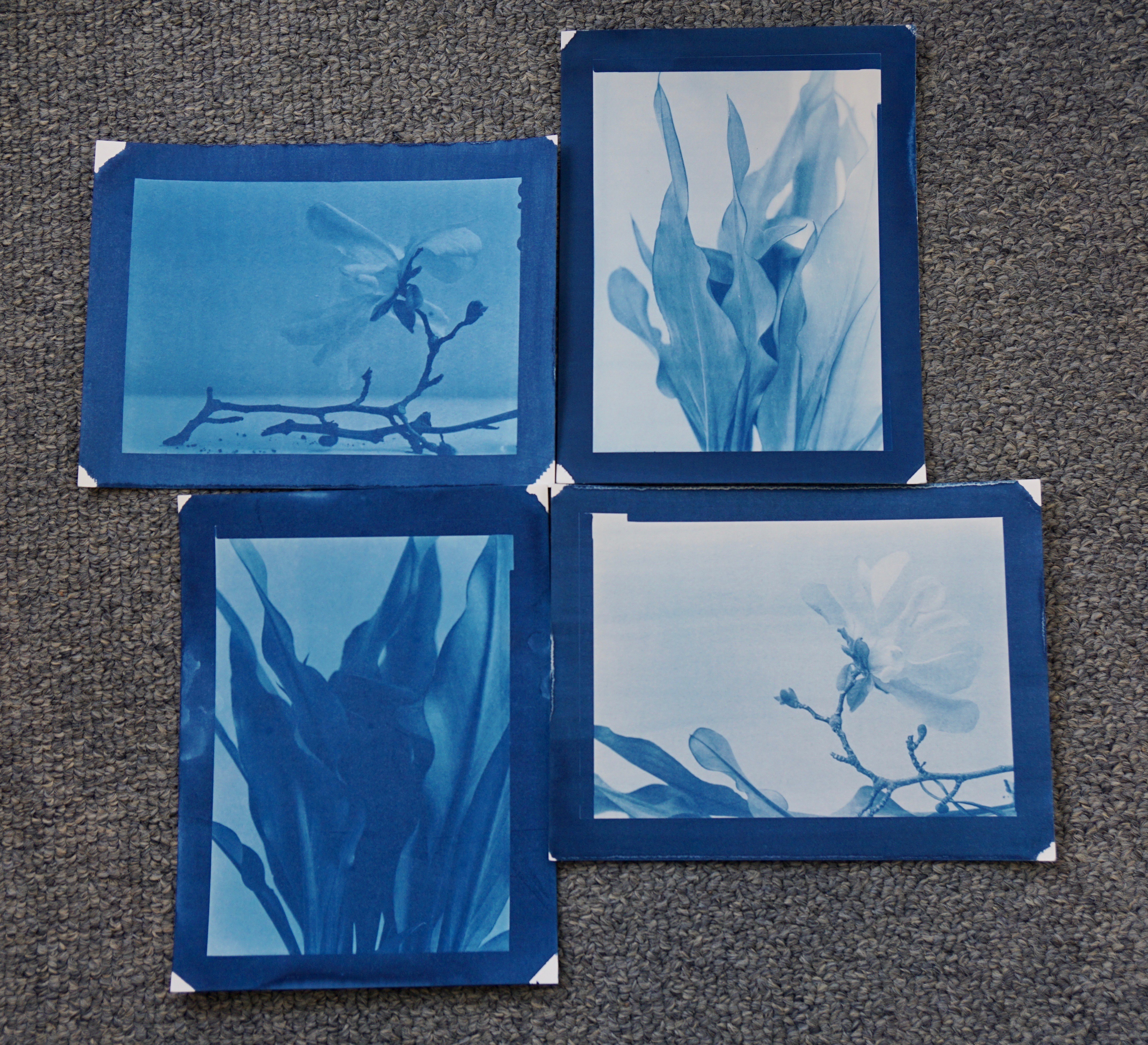 Four Cyanotypes by Erin Lu