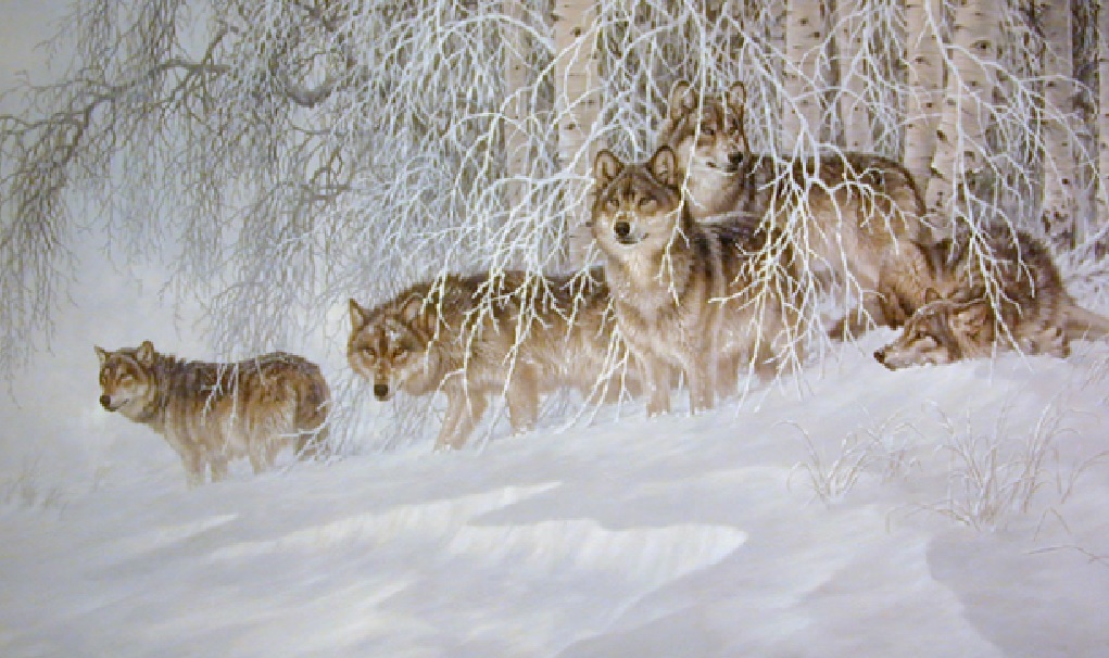 Winter's Lace - Gray Wolves Signed Lithograph