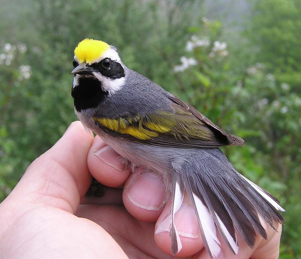 Guided Bird Walk (High Country)