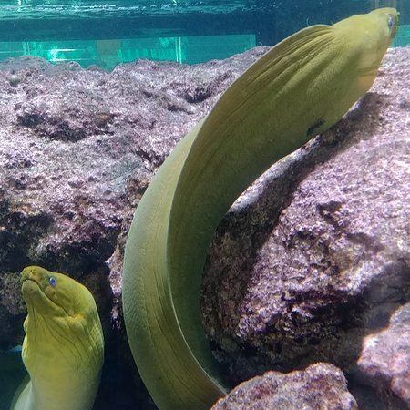 Gumbo Limbo Stingray Feeding Experience
