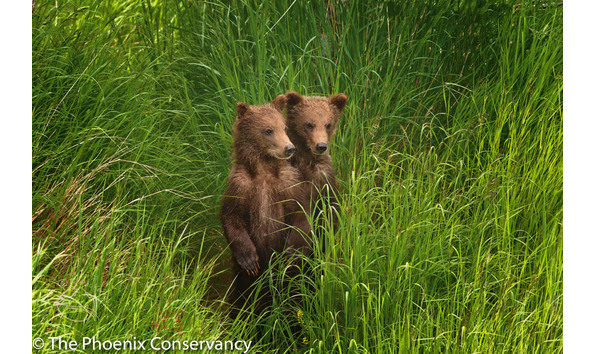 Cubs in the Grass