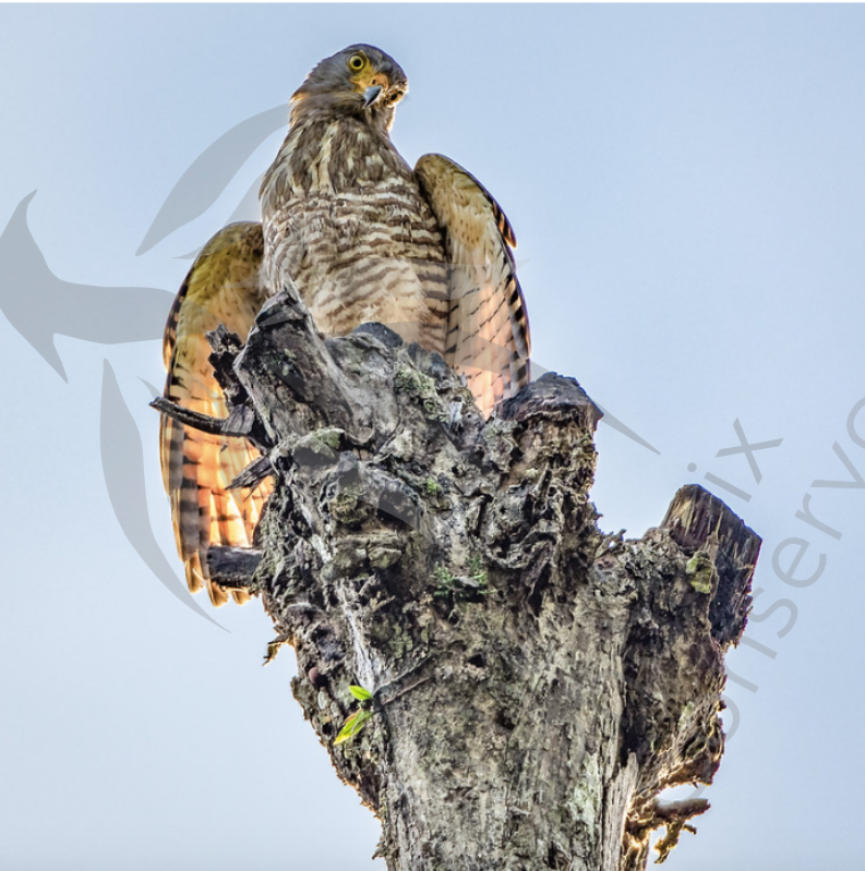 Roadside Hawk