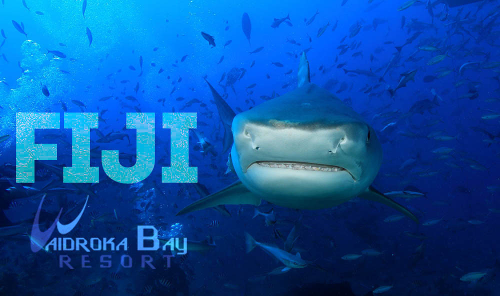 Bull & tiger shark dives in beautiful Fiji.