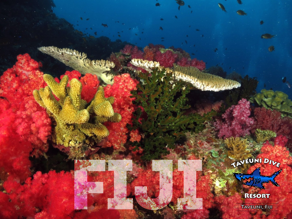 Sustainable Luxury. Escape to Taveuni.