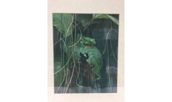 Robert Bateman Print - Red Eyed Tree Frog