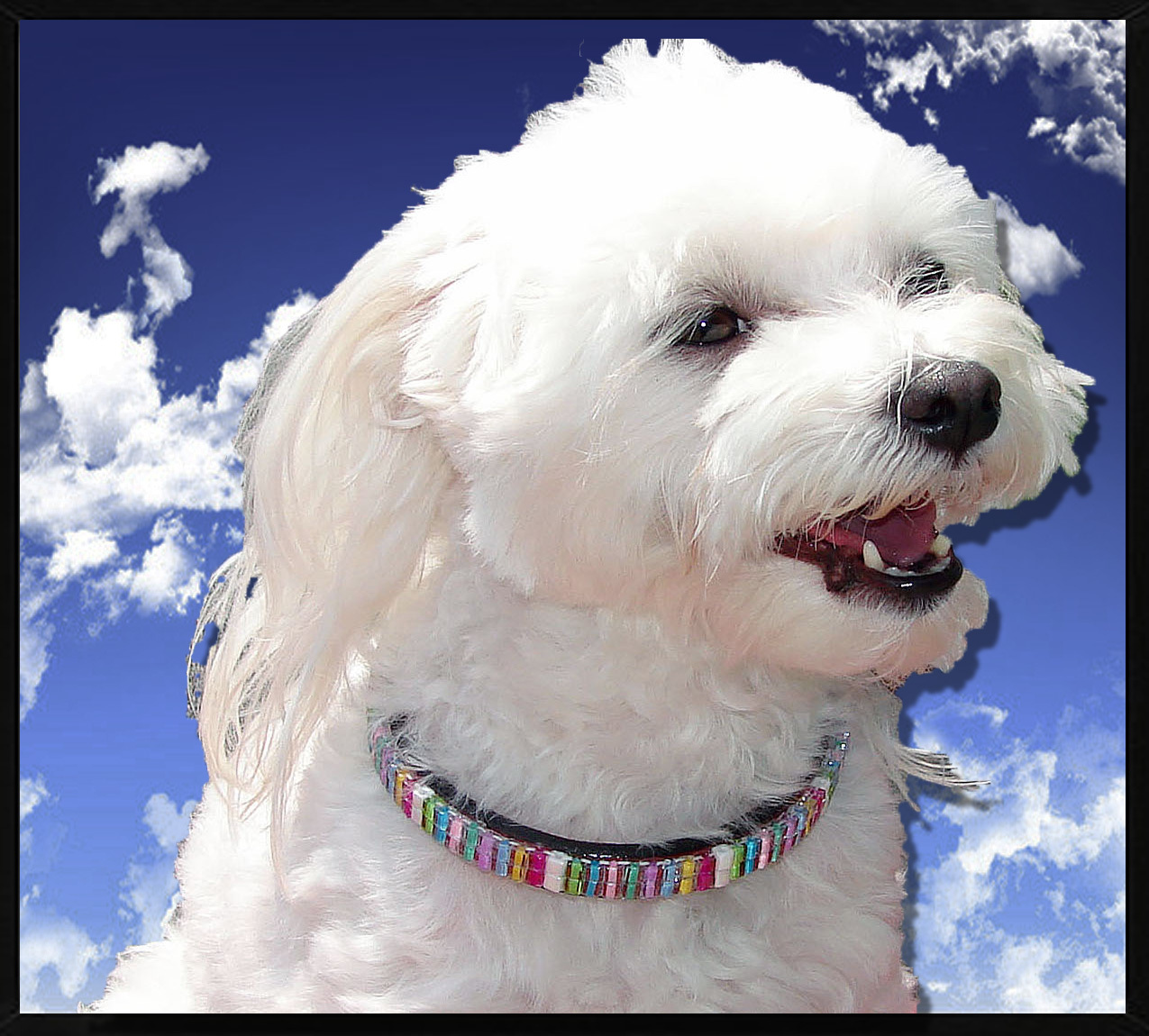 Just Fur Fun Collar & Leash