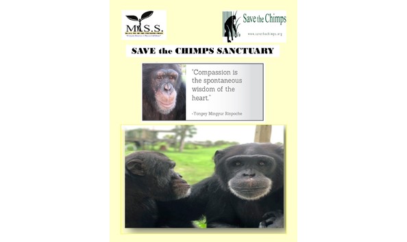 Save the Chimps - Private Tour and Lunch