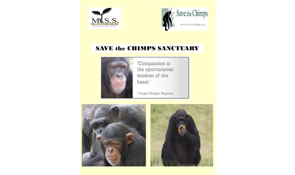 Save the Chimps - Private Tour and Lunch