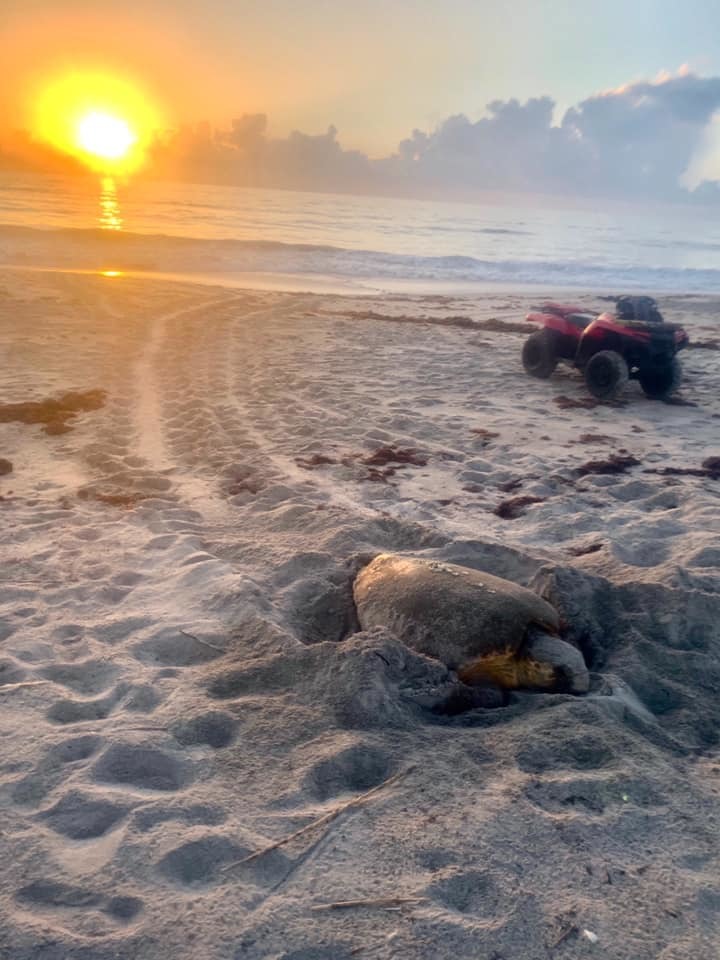 Sea Turtle Walks 2021 Early Bird Registration Access