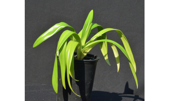 Phrag. Paul Eugene Conroy 'Peggy Weseloh', HCC/AOS