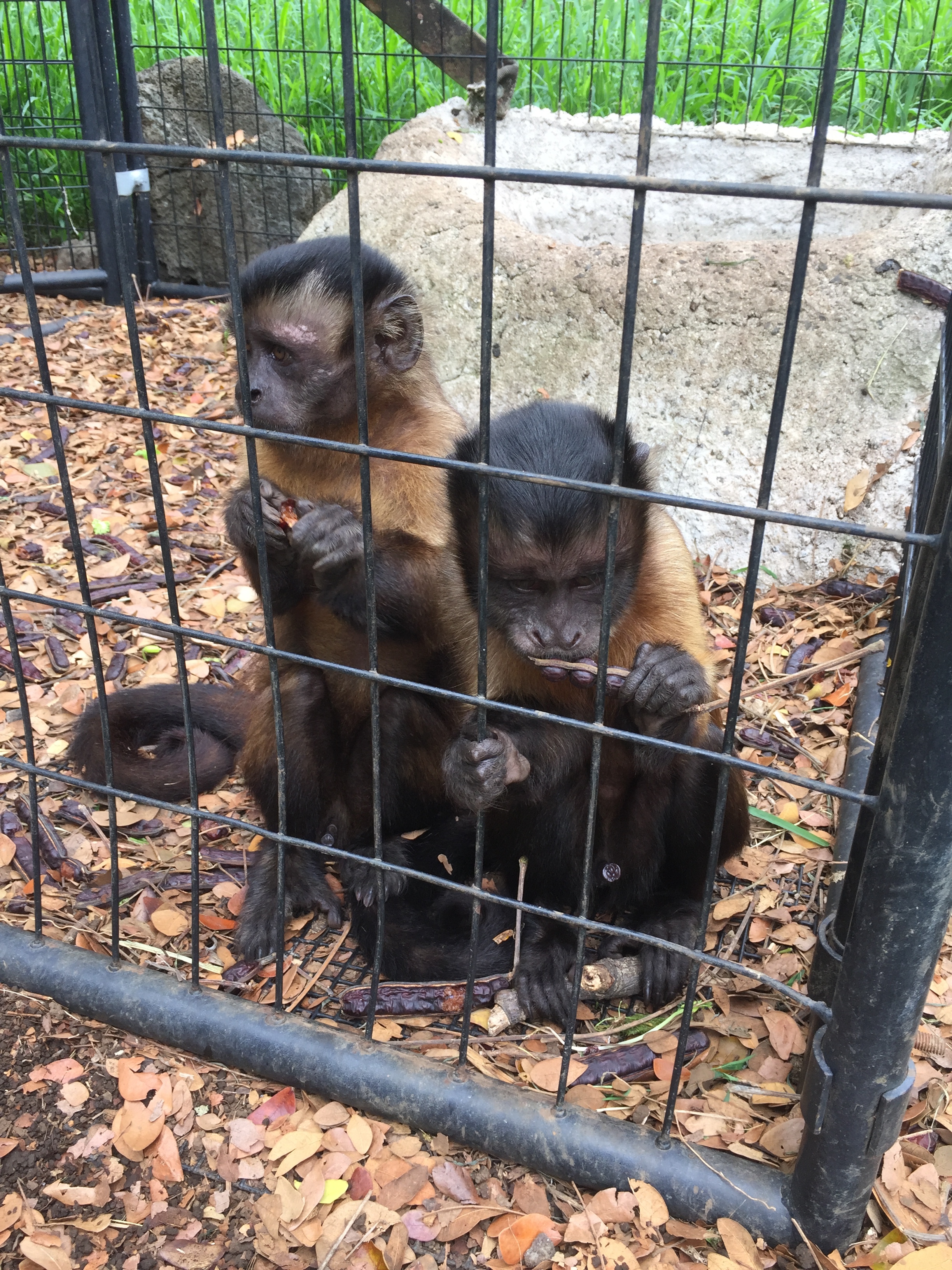 Godparent for Beans & JP Capuchins crazy kids