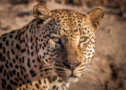 South African Photo Safari #2