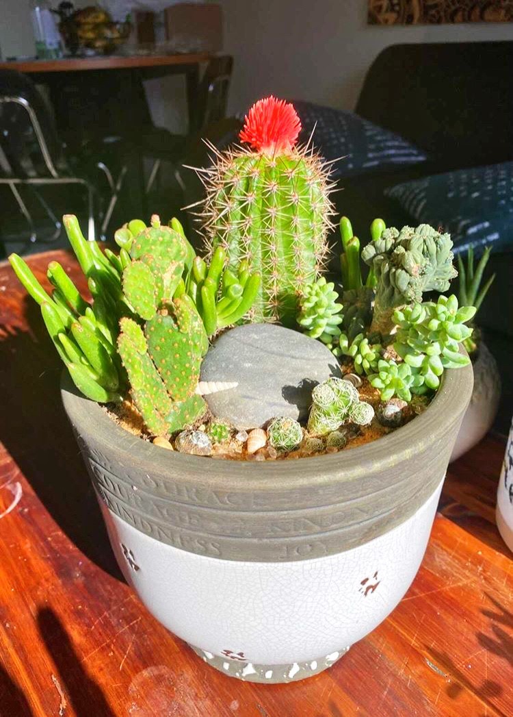 Three Custom Plant Arrangements by The Plant Man