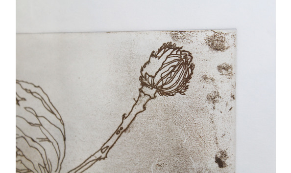 Matilija Poppy Stem by Laura Stickney