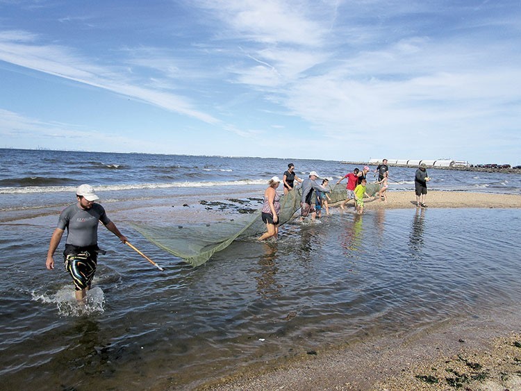 Seining with Save Coastal Wildlife