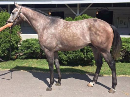 Thoroughbred Breeding