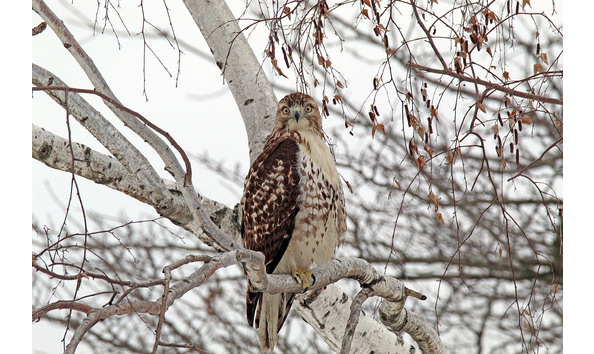 Red-Tailed Hawk on Winter Birch