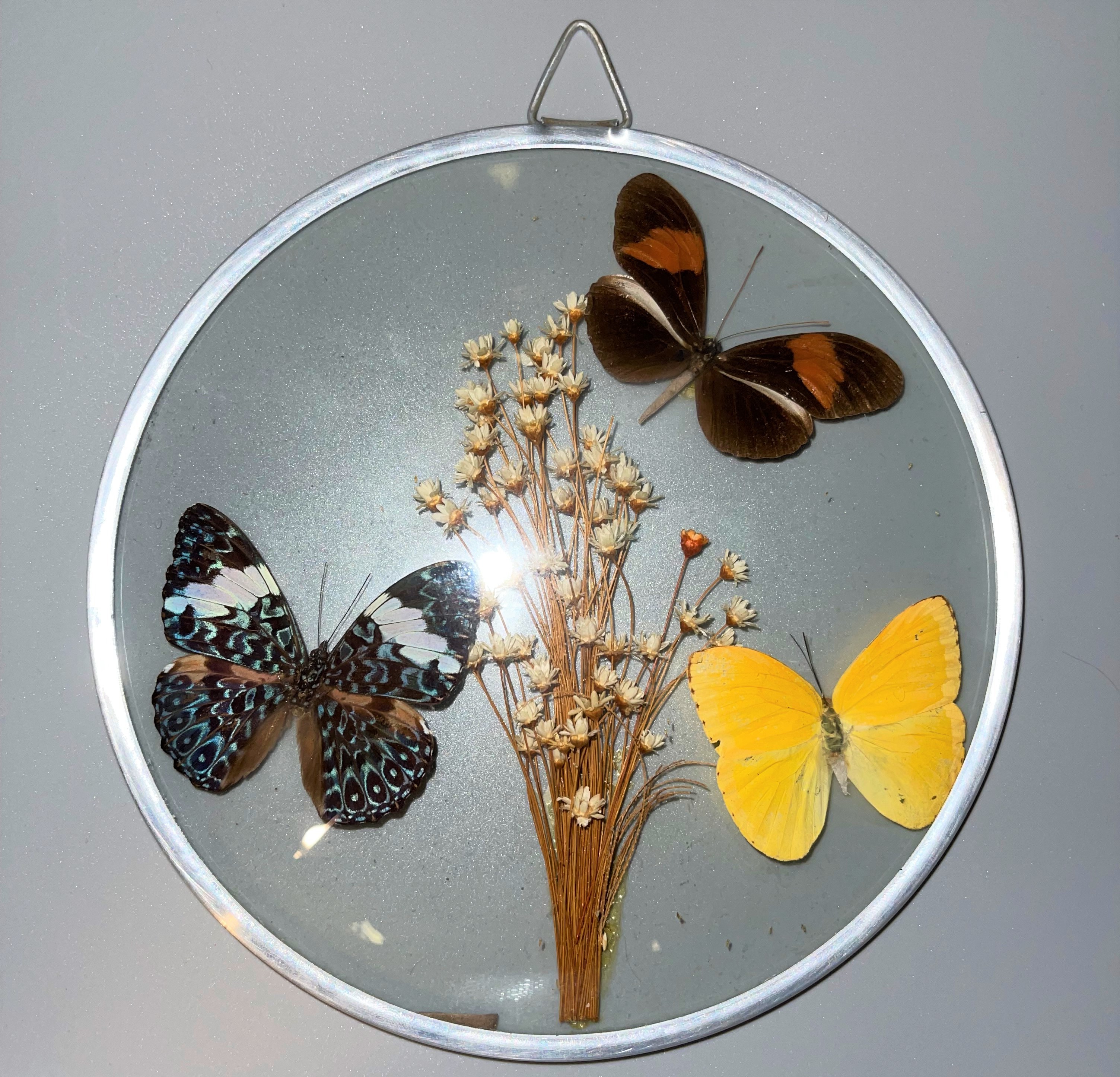 BRAZILIAN BUTTERFLIES SPECIMEN IN DOMED GLASS FRAME