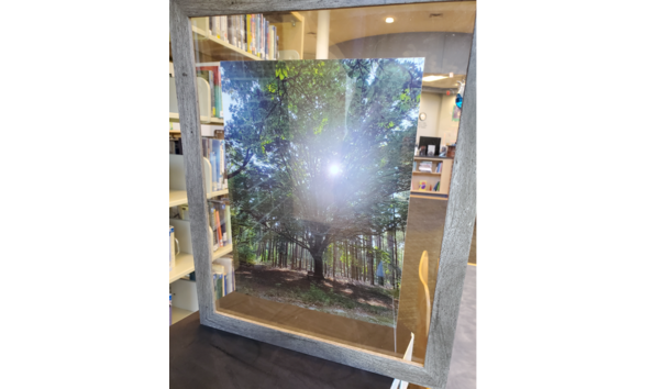 Vince Morris Nature Trail's Narnia Tree in Floating Frame