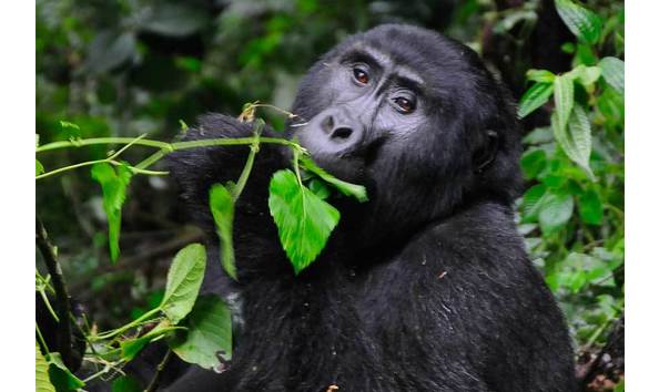 Gorilla Trek and African Safari Tour in Uganda for Two