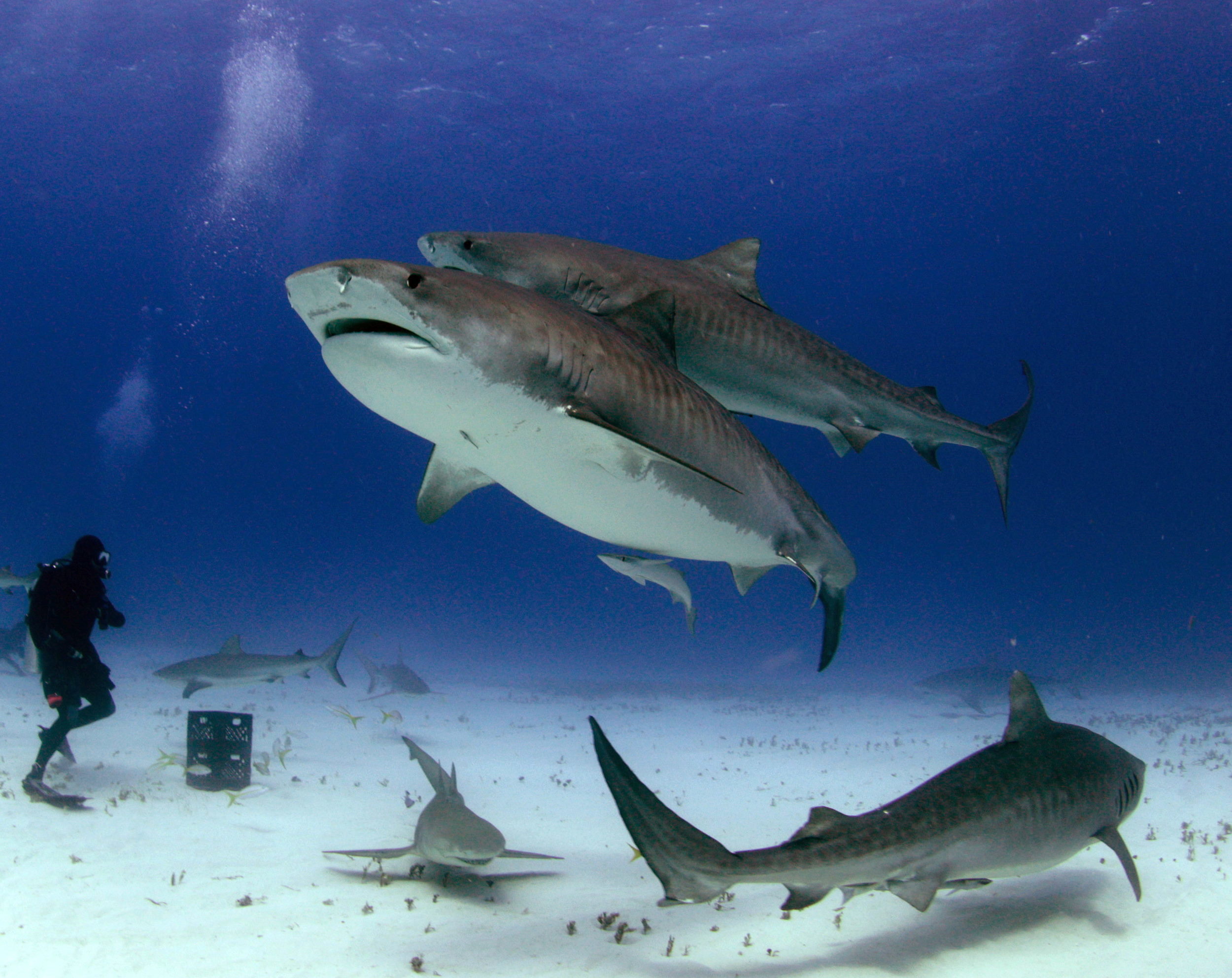 Bahamas Tiger Shark Liveaboard for 1 diver aboard the Dolphin Dream.