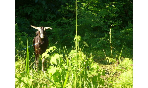 Goat Mowing
