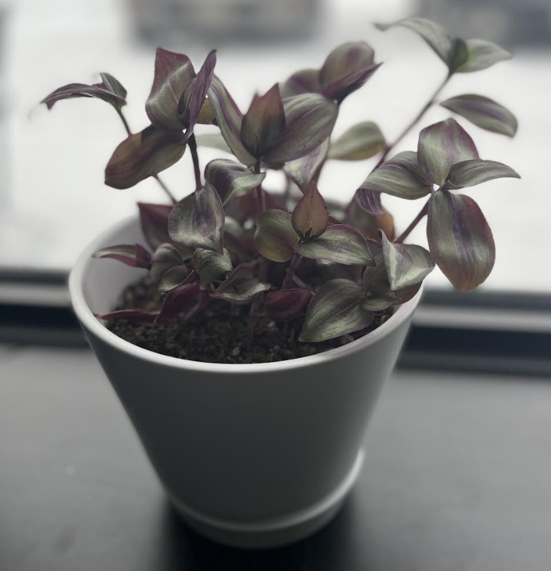 9" Wandering Jew/Dude Plant - Gray Pot
