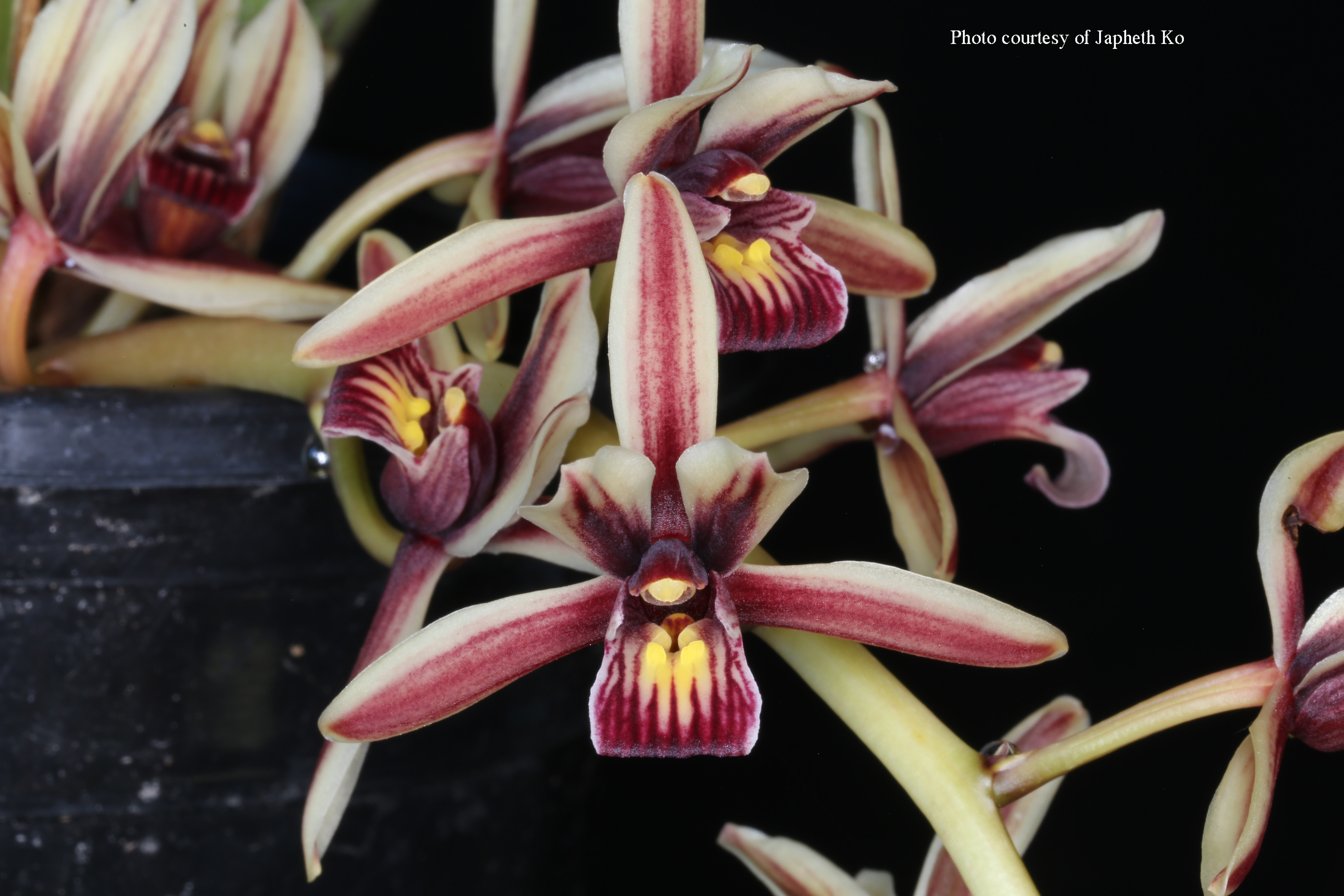 Cym. aloifolium v. simulans (species)