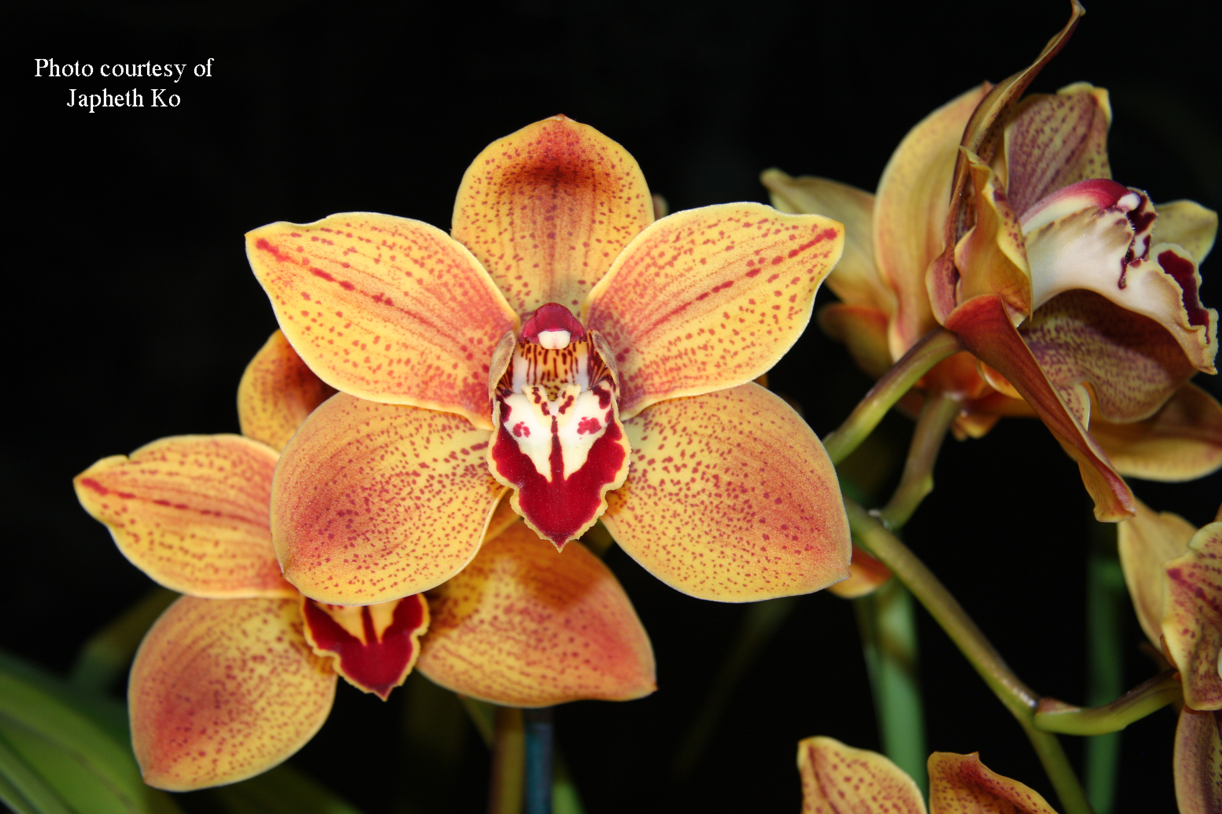 Cym. Autumn Lady 'Stars & Stripes' HCC/AOS (Autumn Crisp x Electric ...