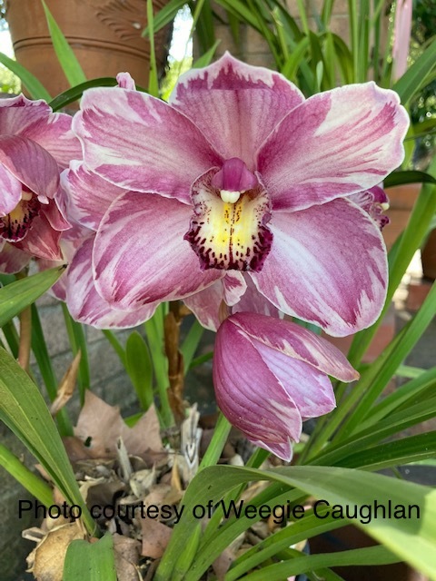 Cym. (Via Fair Vista x Robert Rowe) 'Ruby Splash'