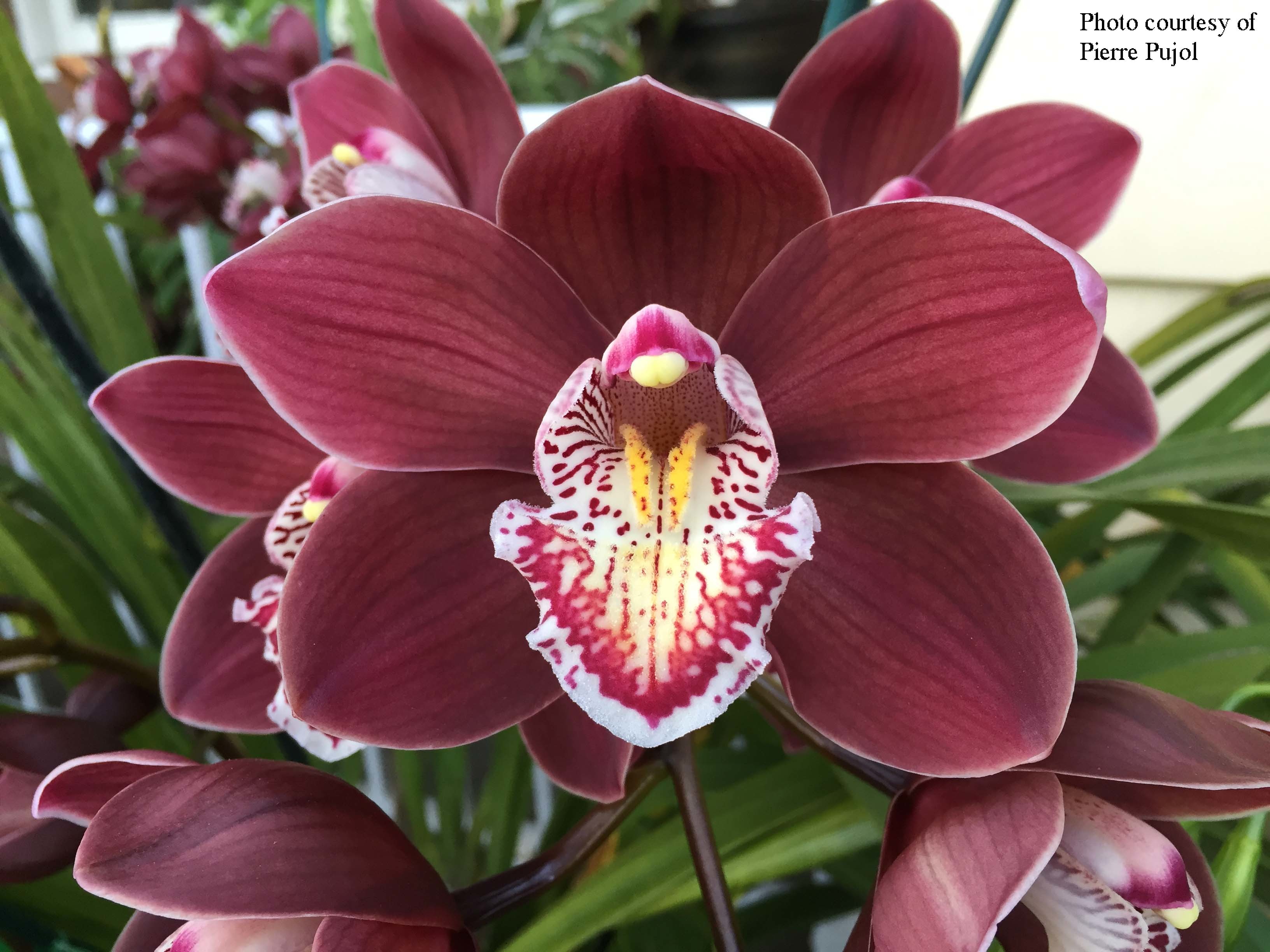 Cym. Wallamurra 'Jupiter' AM/AOS (Warella x Terama)