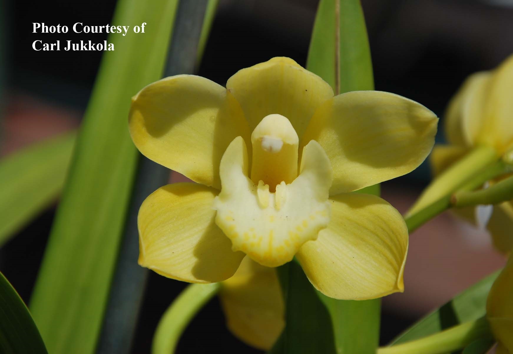 Cym. One Tree Hill 'John’s Quest' AM/OSCOV, HCC/AOS-AOC-NSW-NZOS-OSCOV ...