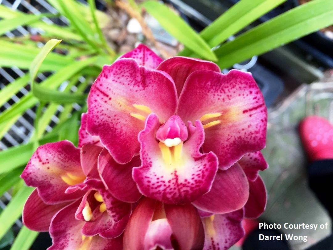 Cym. Sweet Wine 'Latour' (Sweetheart x Rathel)