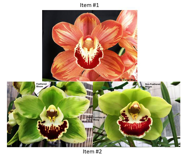 Group A - 2 'Feathered' Type Cymbidium Back-bulb Propagations