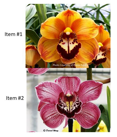 Group B - 2 'Feathered' Type Cymbidium Back-bulb Propagations