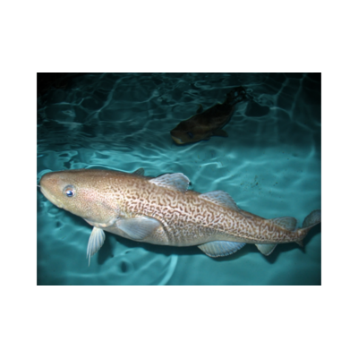 CharityAuctionsToday | Online and Mobile Auctions Made Easy